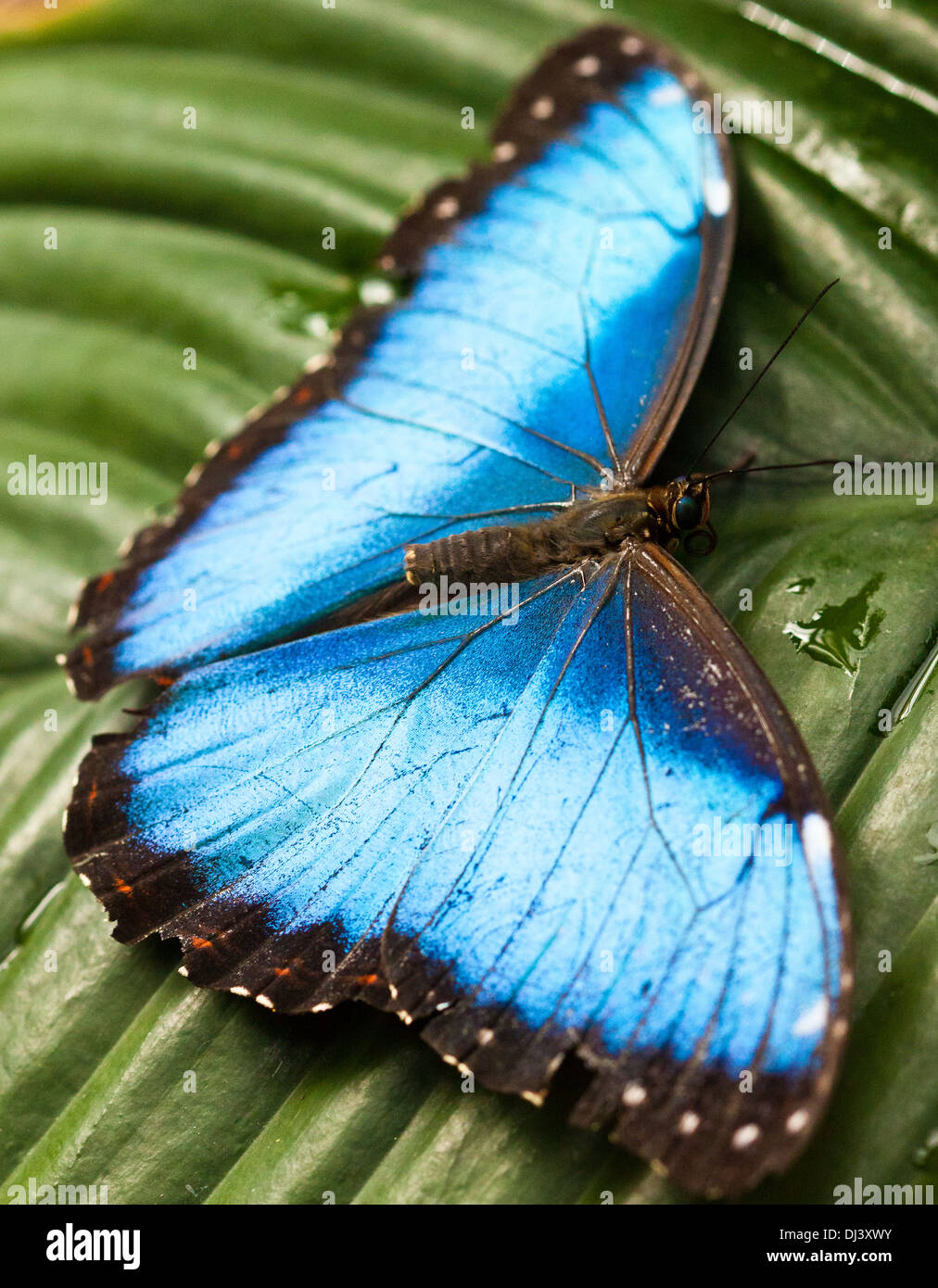 Blaue morpho schmetterlinge morpho peleides hi-res stock photography ...