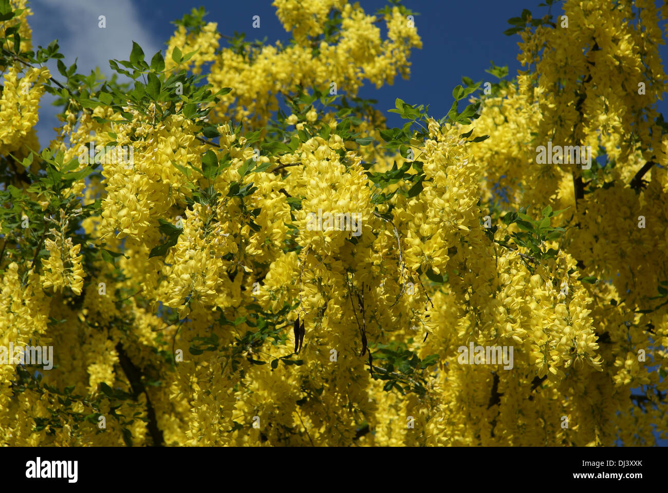 Golden chain flower hi-res stock photography and images - Alamy