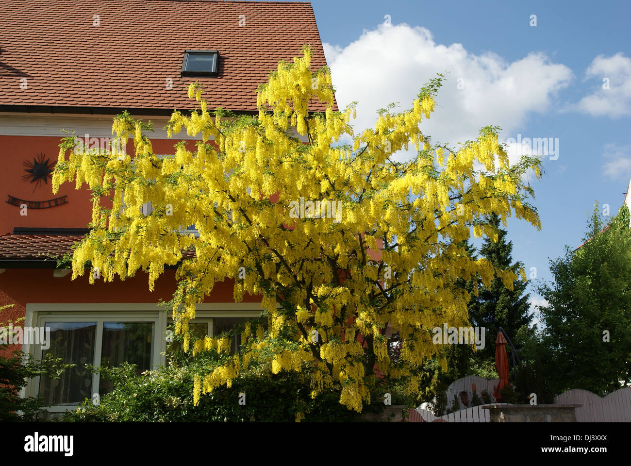Golden chain flower hi-res stock photography and images - Alamy