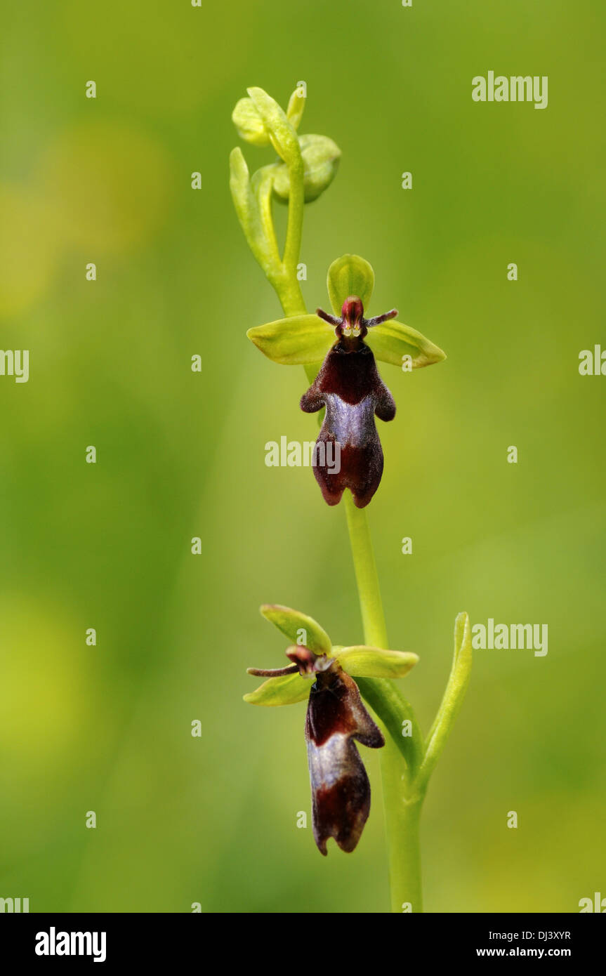 Orchidee insectifera hi-res stock photography and images - Alamy