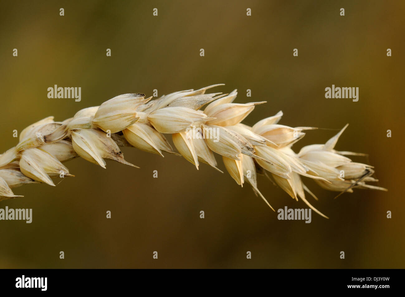 single wheat plants Stock Photo - Alamy