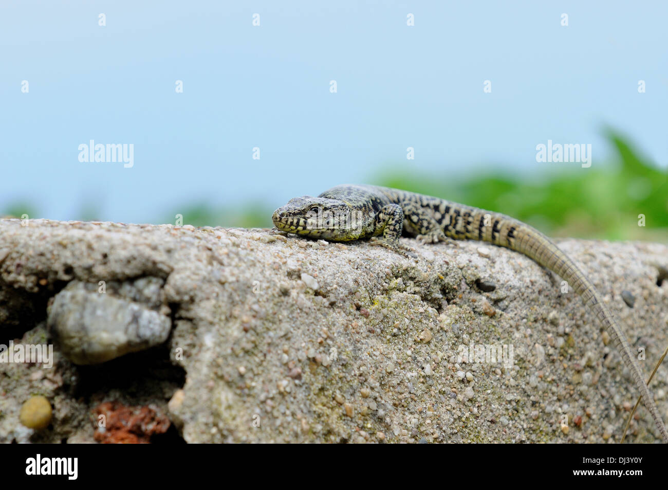 common wall lizard Stock Photo - Alamy