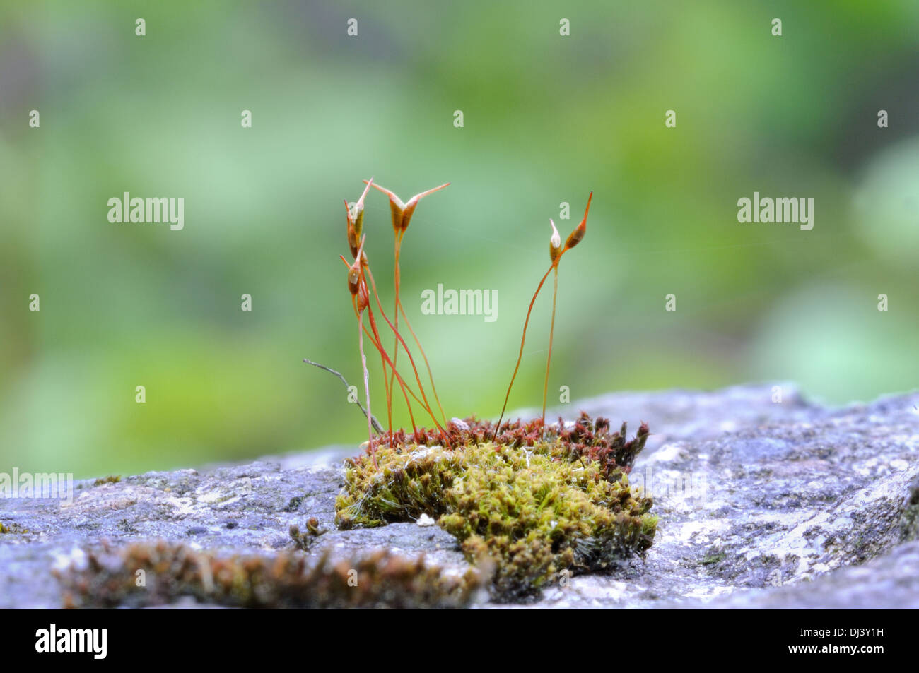 moss Spore Capsule Stock Photo - Alamy