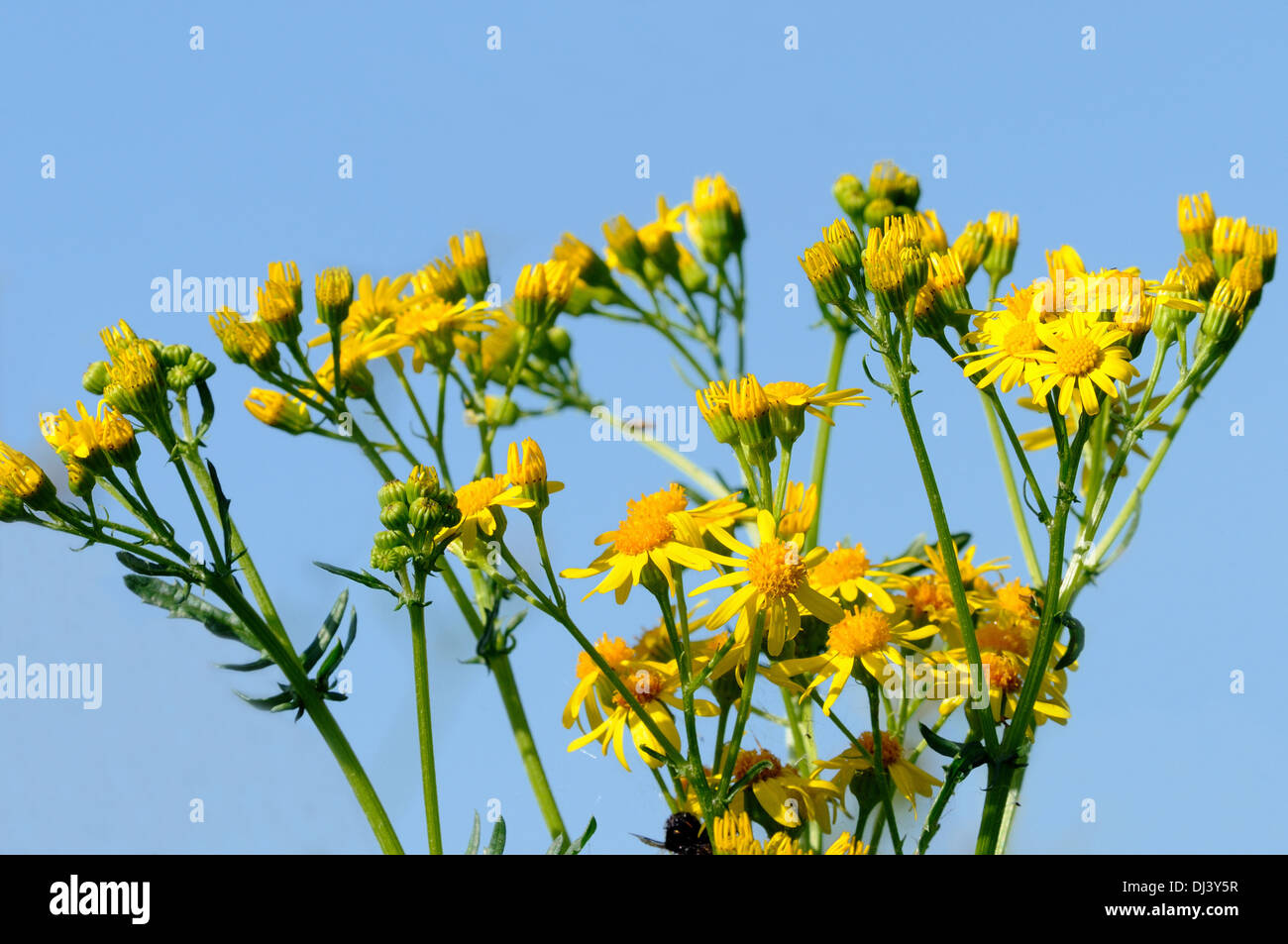 Blue ragwort hi-res stock photography and images - Alamy