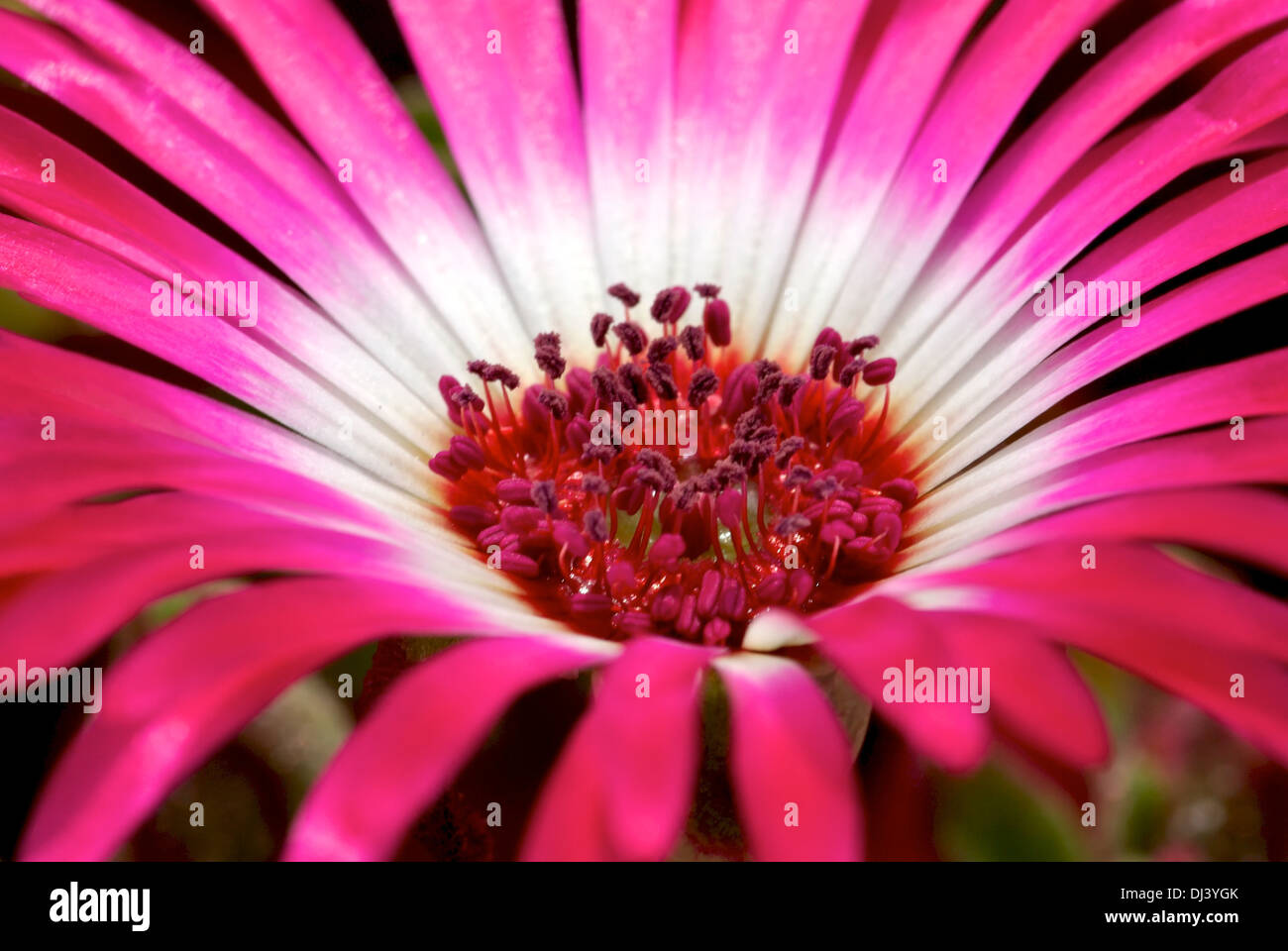 Pink flower power hi-res stock photography and images - Alamy