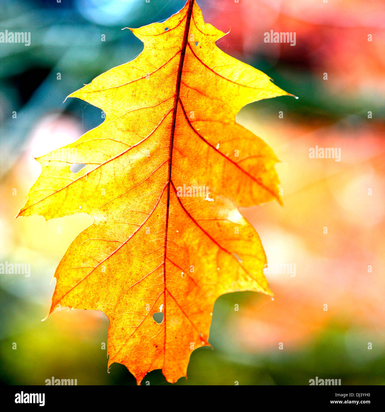 Northern red oak hi-res stock photography and images - Alamy