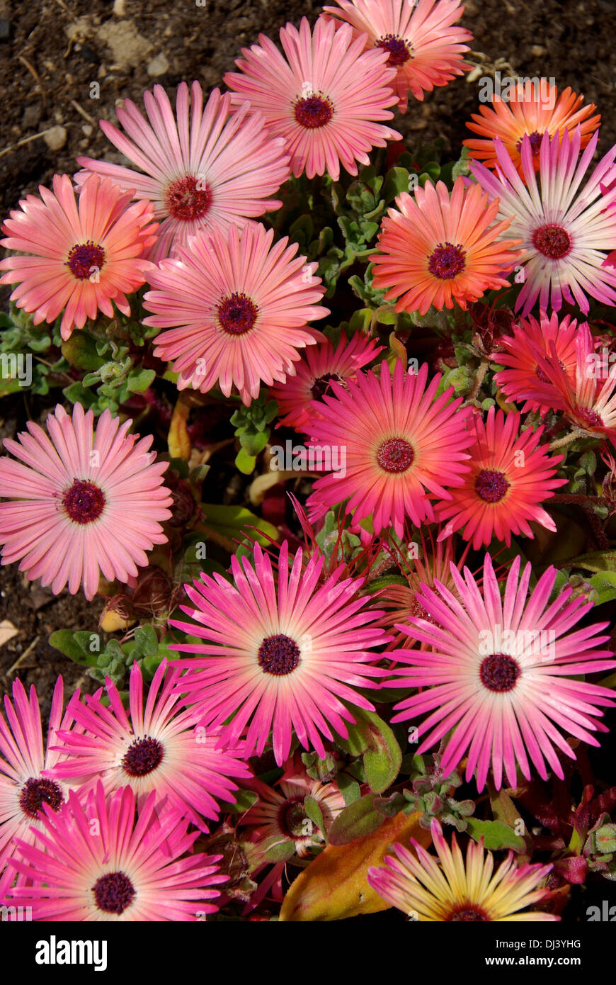 Happy and colorful flowers Stock Photo - Alamy
