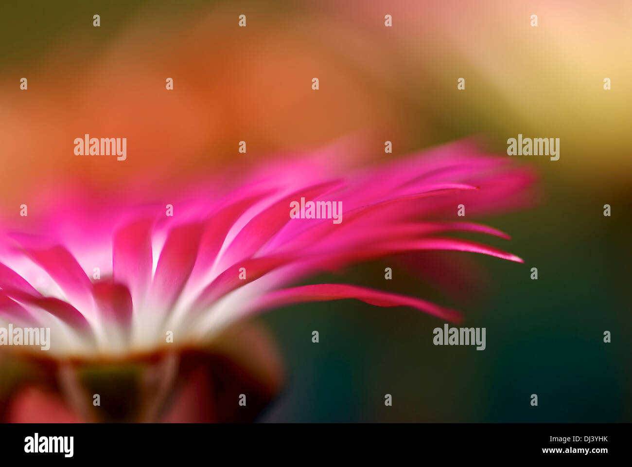 Bright like the sunshine hi-res stock photography and images - Alamy