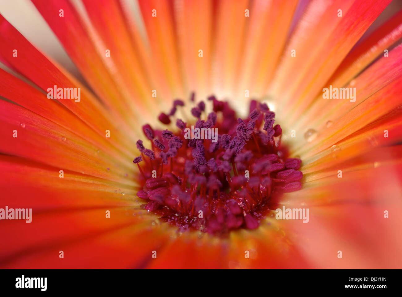 Happy and colorful flowers Stock Photo - Alamy