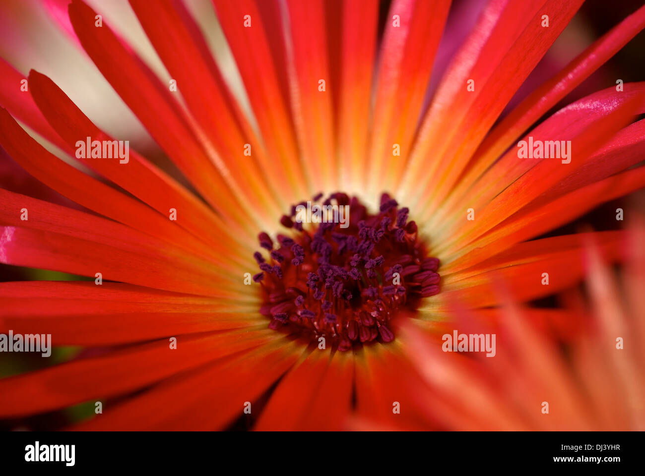 Color me orange Stock Photo - Alamy