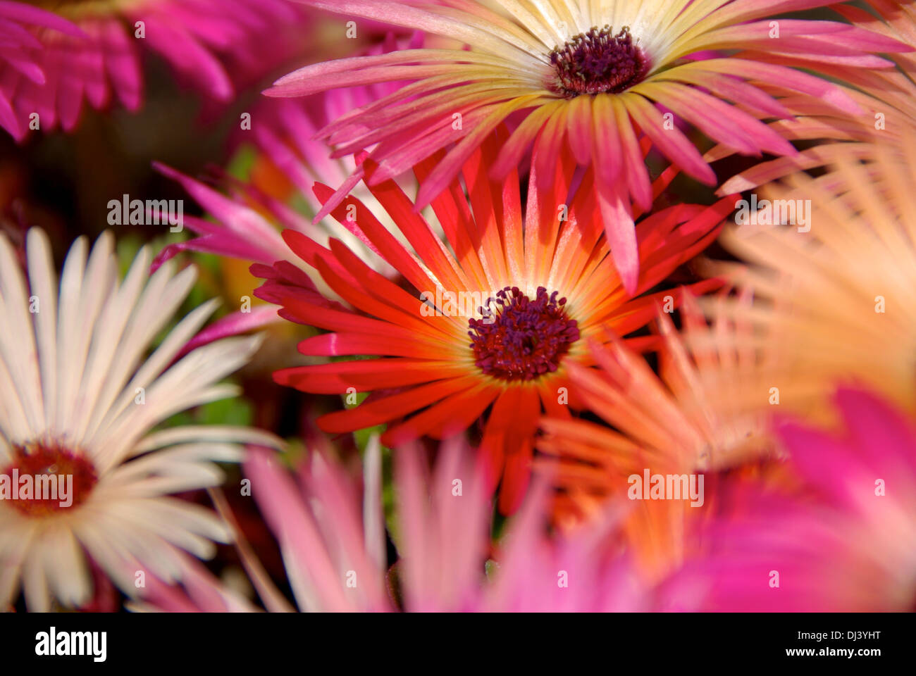Happy and colorful flowers Stock Photo - Alamy