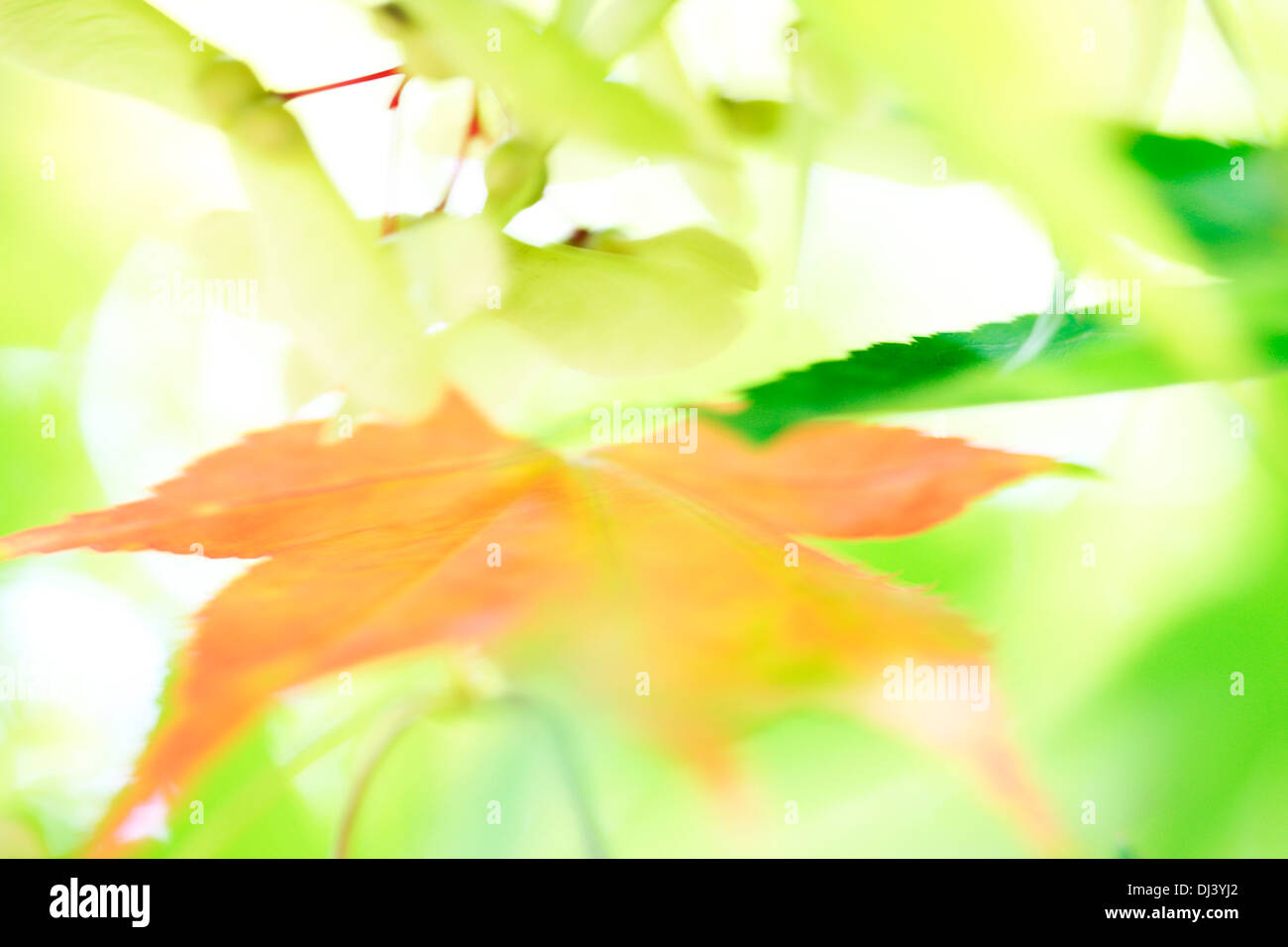 atmospheric and dreamy red maple tree with winged samaras Jane Ann ...