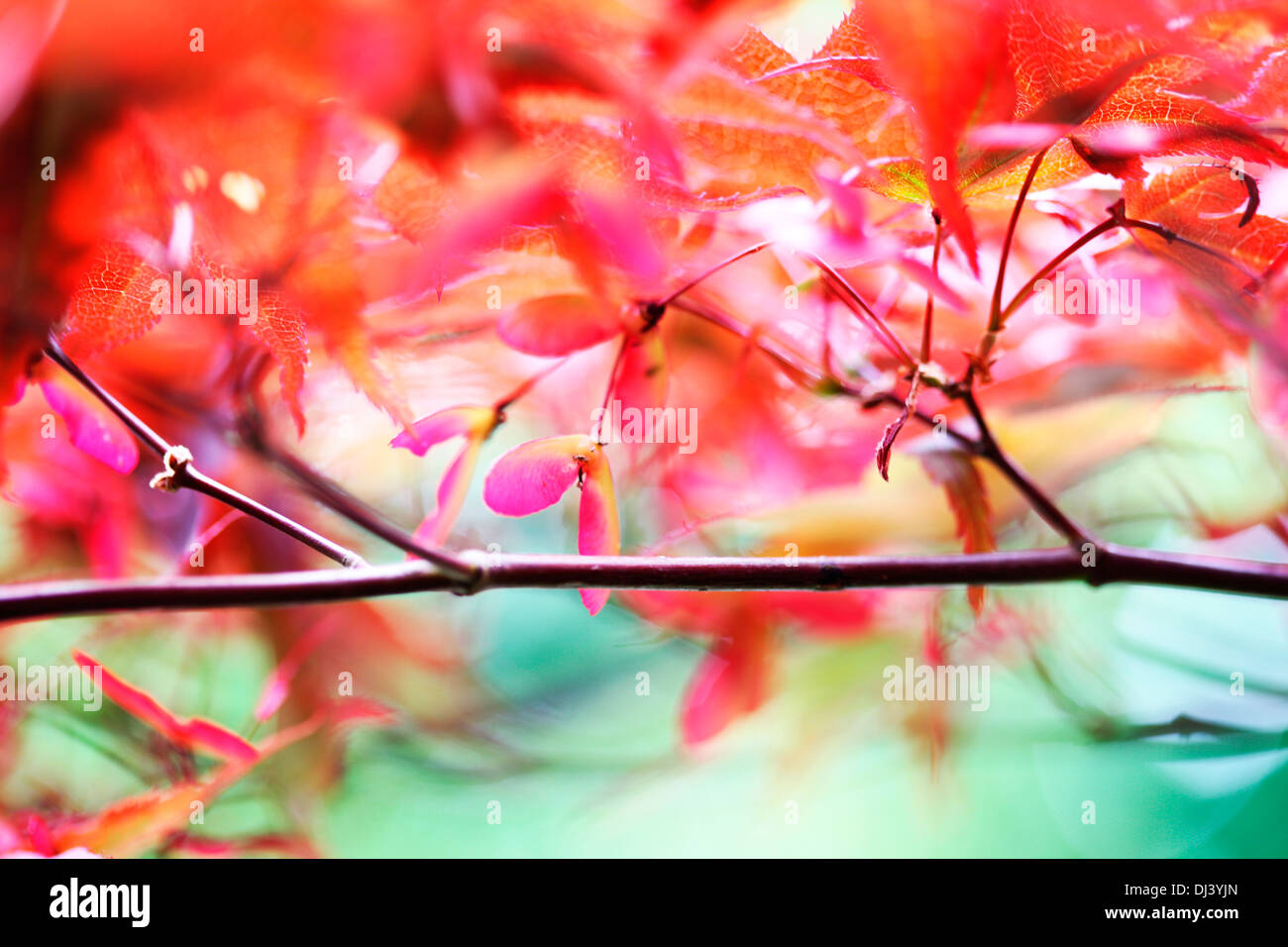 Fruit of maple tree hi-res stock photography and images - Alamy