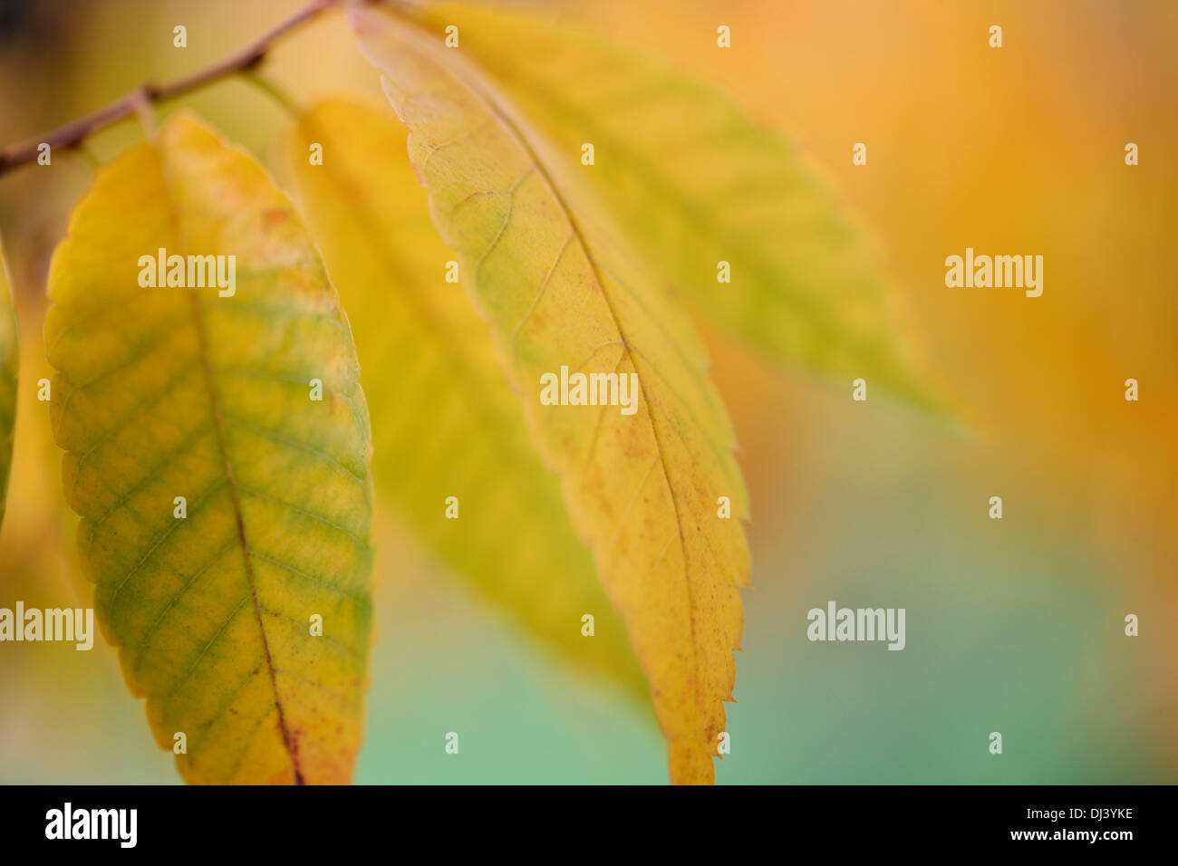 Golden elm tree hi-res stock photography and images - Alamy