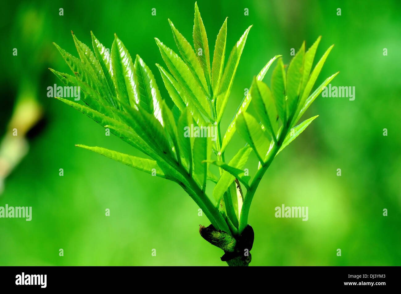 Walnut family hi-res stock photography and images - Alamy