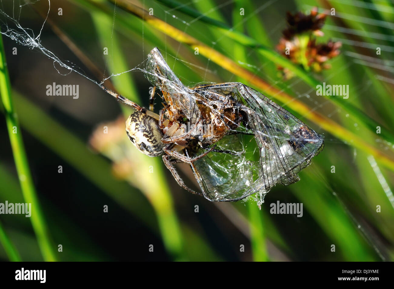 Wrapped in a spider web Stock Photo - Alamy