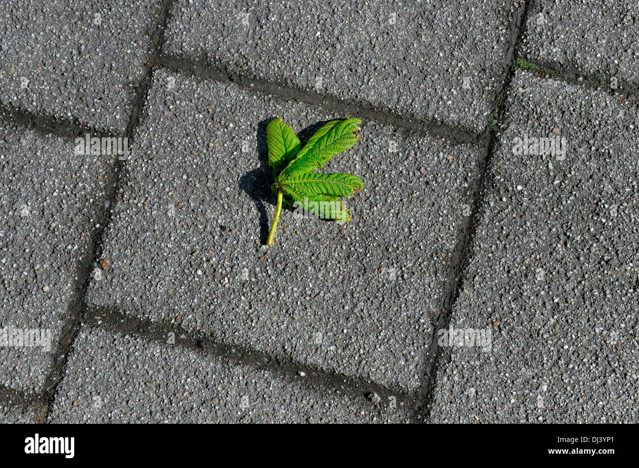 Leaf on concrete paving Stock Photo - Alamy
