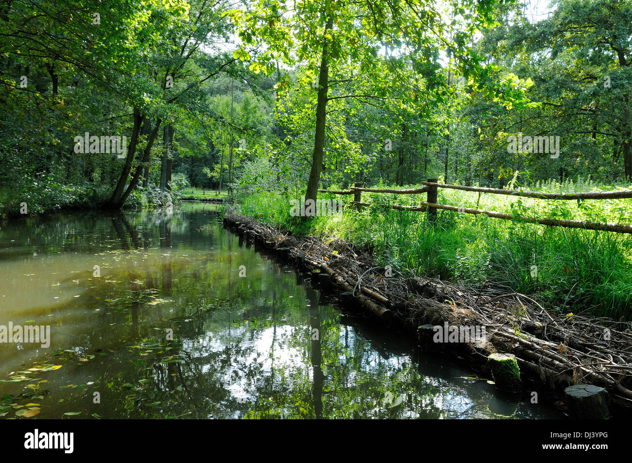 The Hochwald - Spree Forest Germany Stock Photo - Alamy