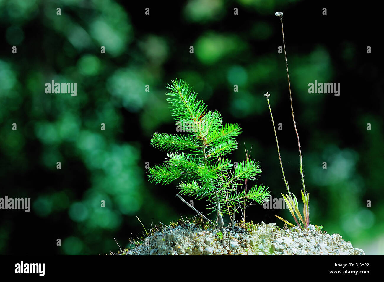 Coast douglas fir tree hi-res stock photography and images - Alamy