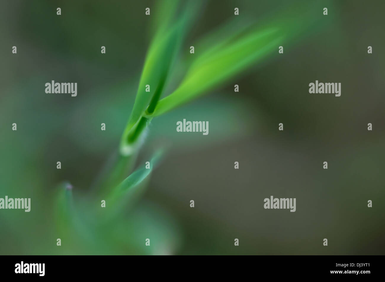 Unscharfe bewegungsunscharfe hi-res stock photography and images - Alamy