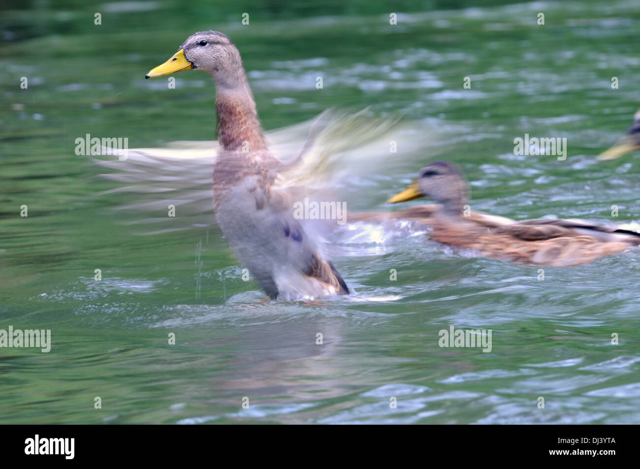 Duck run at Stock Photo - Alamy