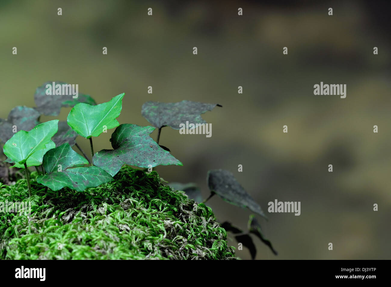 ivy + moss Stock Photo - Alamy