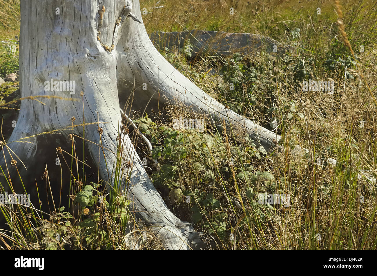 Gras roots hi-res stock photography and images - Alamy