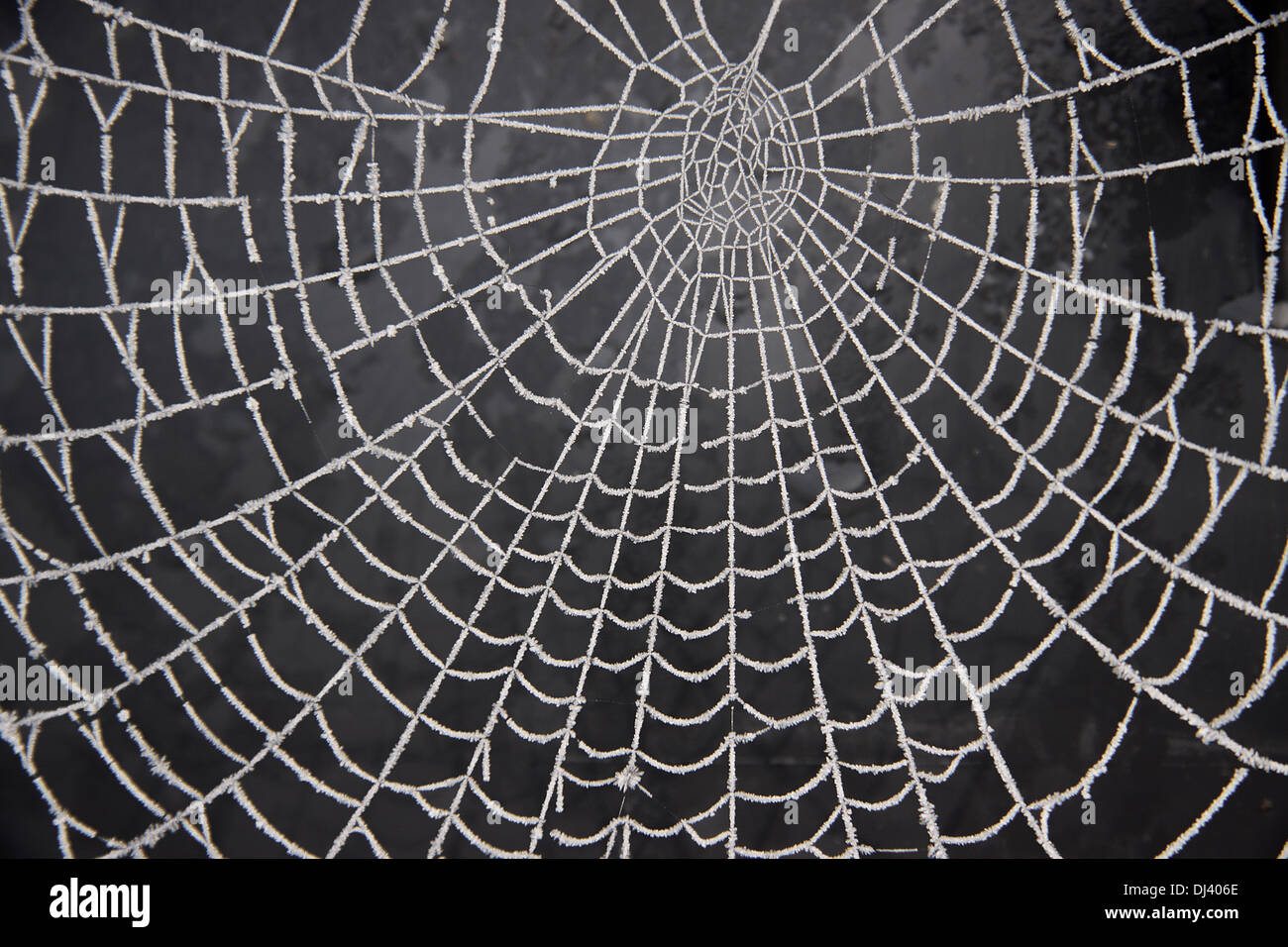 Spider web in winter hi-res stock photography and images - Alamy