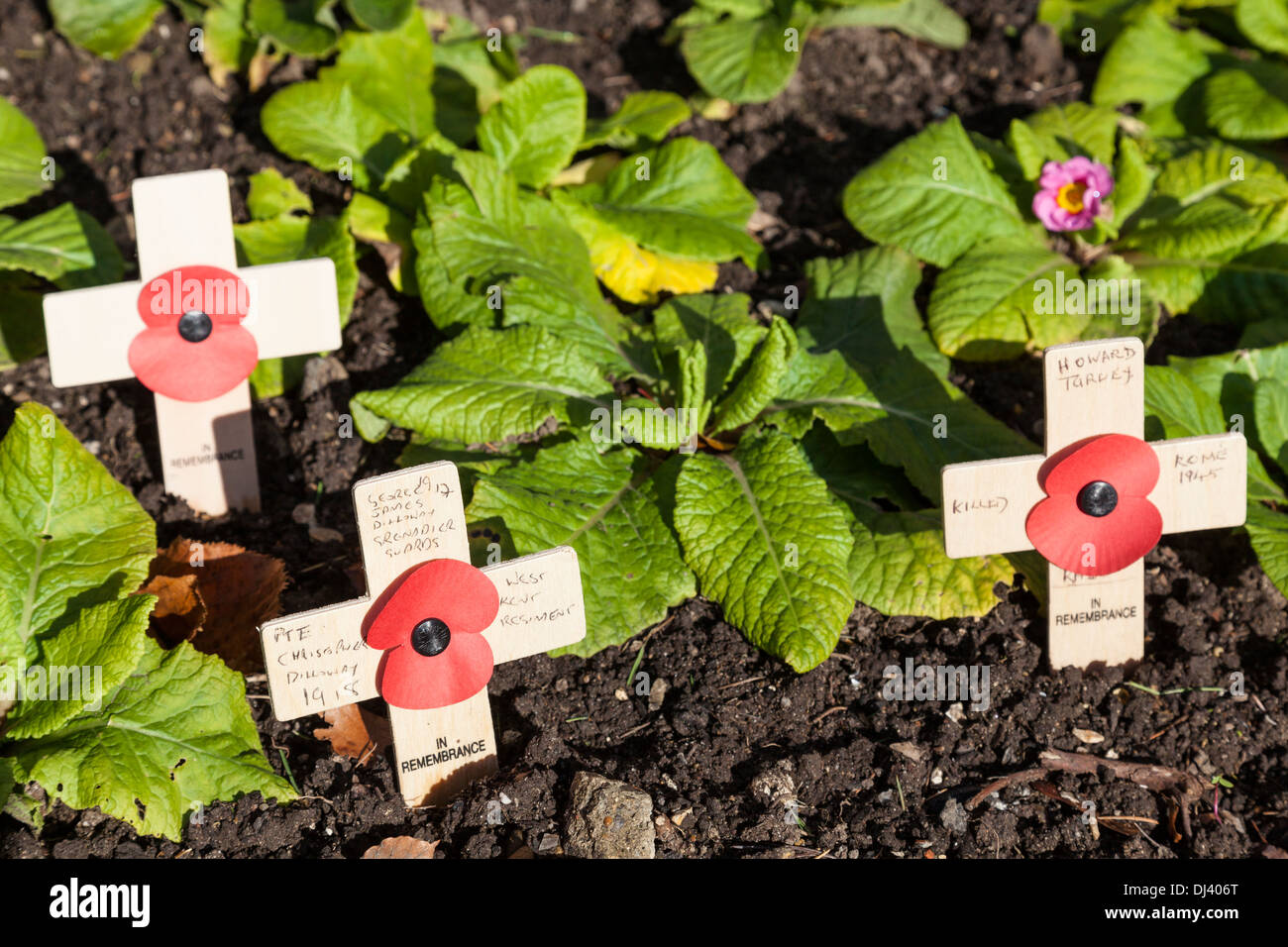 Close-up of Remembrance Day wooden memorial crosses with poppies Stock ...