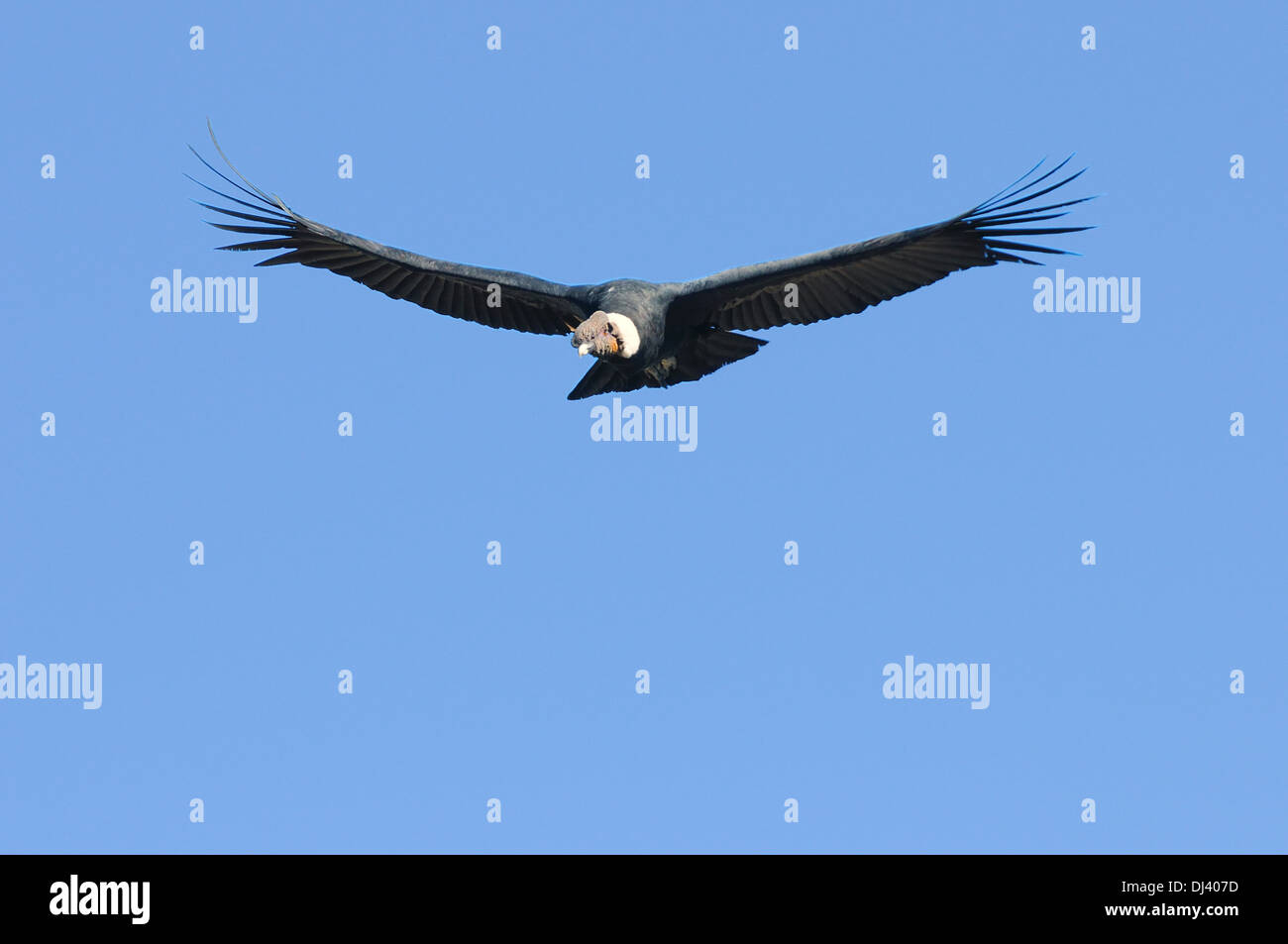Der condor hi-res stock photography and images - Alamy