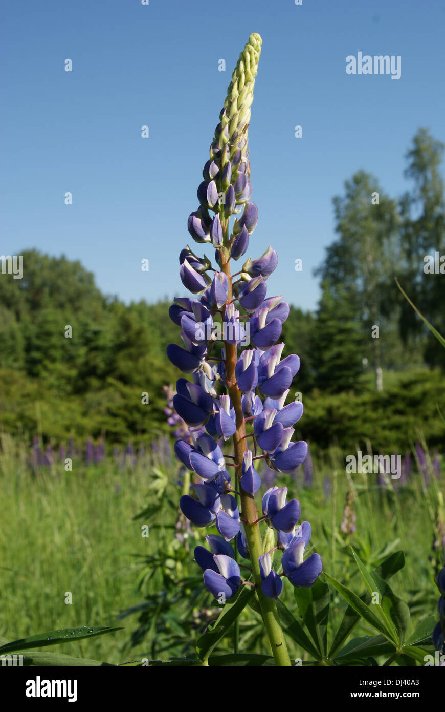 Lupinus polyphyllus, Lupine, lupin Stock Photo - Alamy