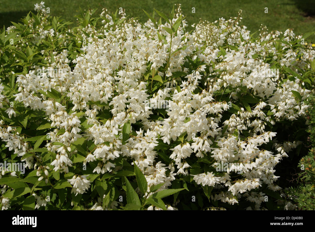 Deutzia gracilis hi-res stock photography and images - Alamy