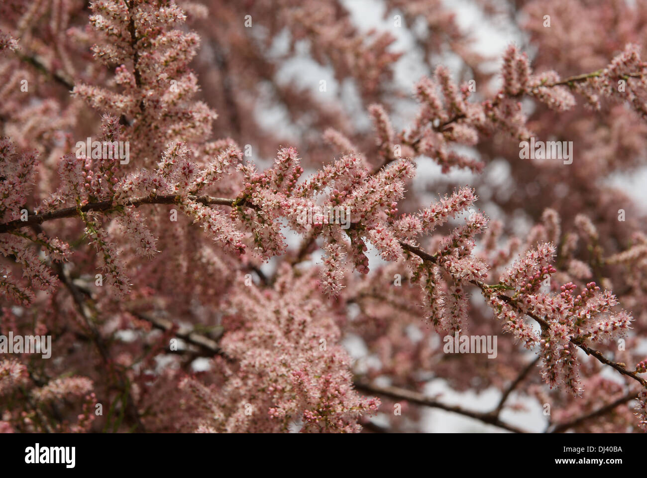 Tamarix parviflora, Tamariske, tamarisk Stock Photo - Alamy