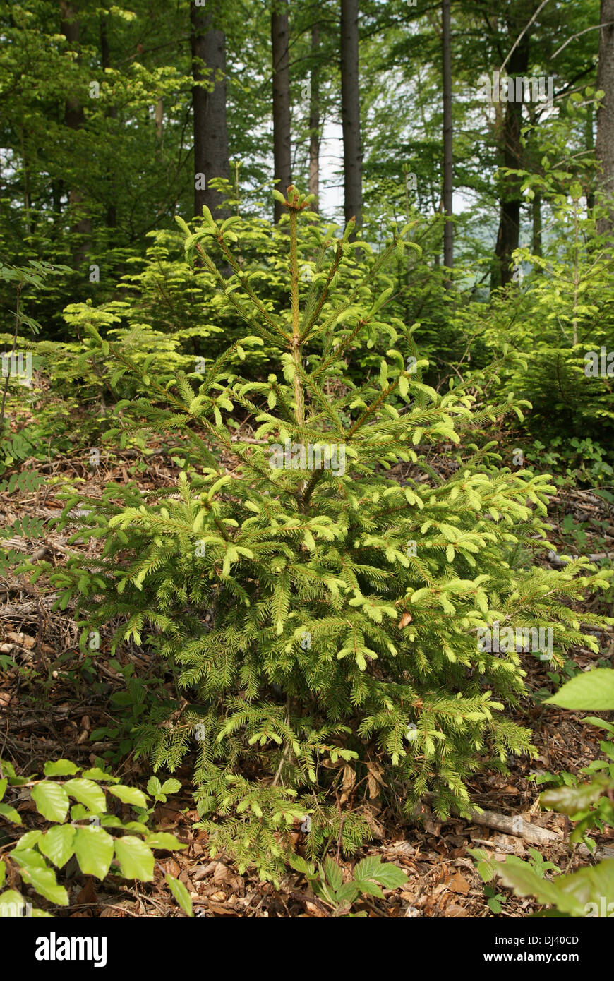 Picea abies, Fichte, spruce Stock Photo - Alamy