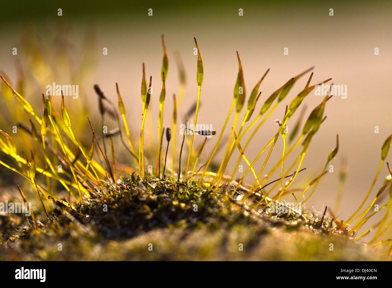 Moss Spore Capsules High Resolution Stock Photography and Images - Alamy