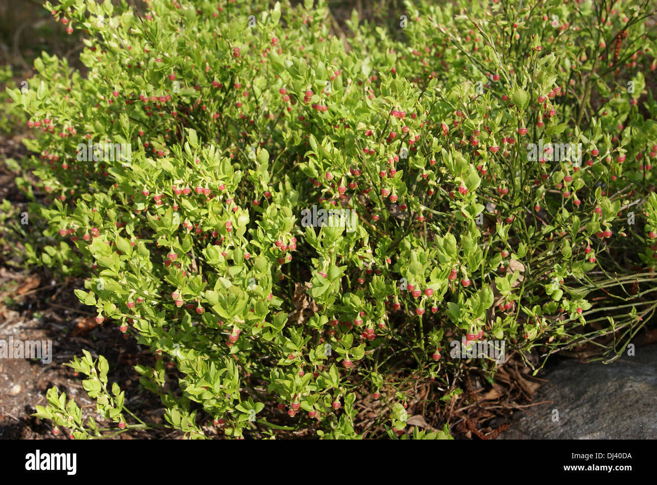 Heidelbeere hi-res stock photography and images - Alamy