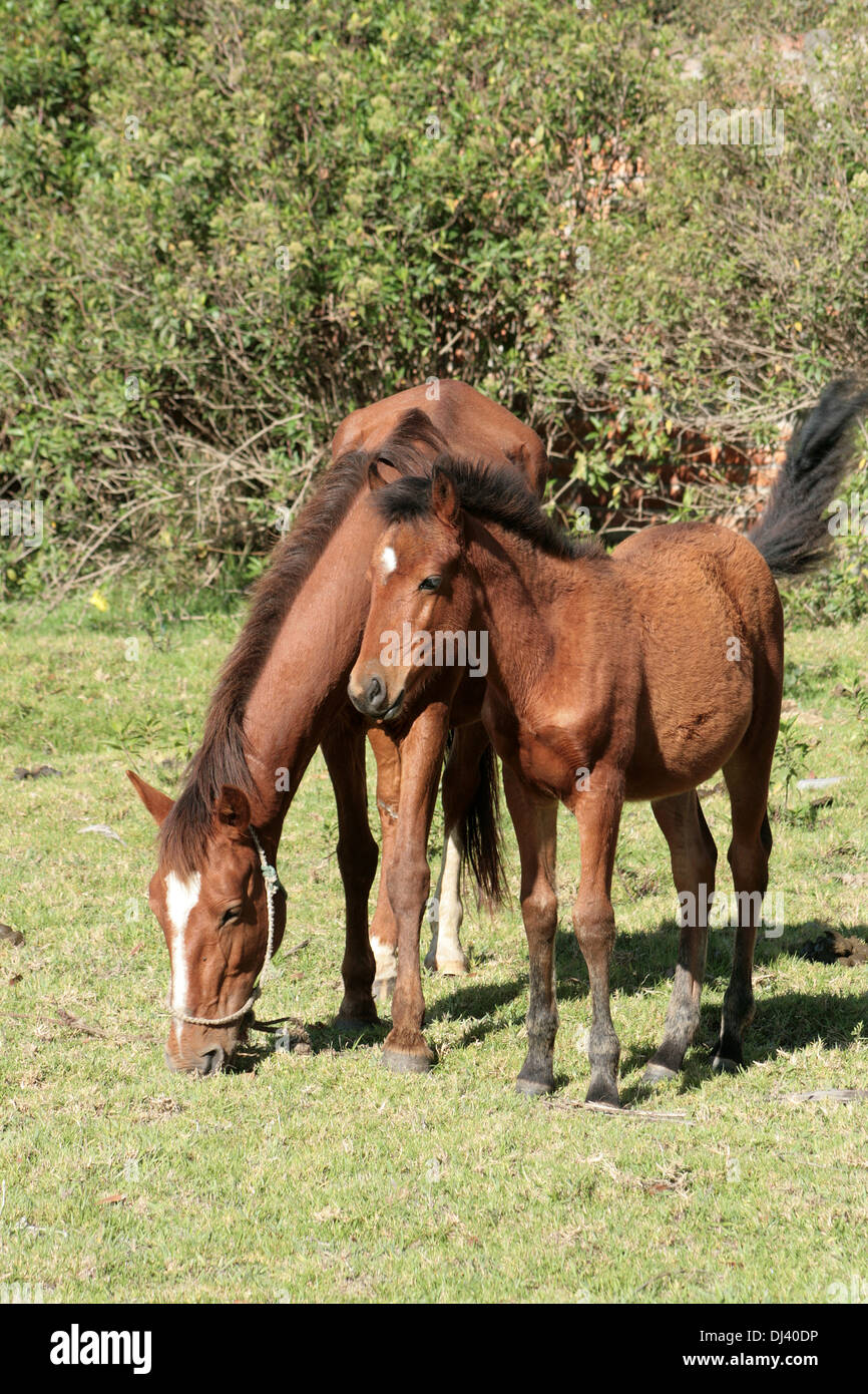 Horse colt farm hi-res stock photography and images - Alamy
