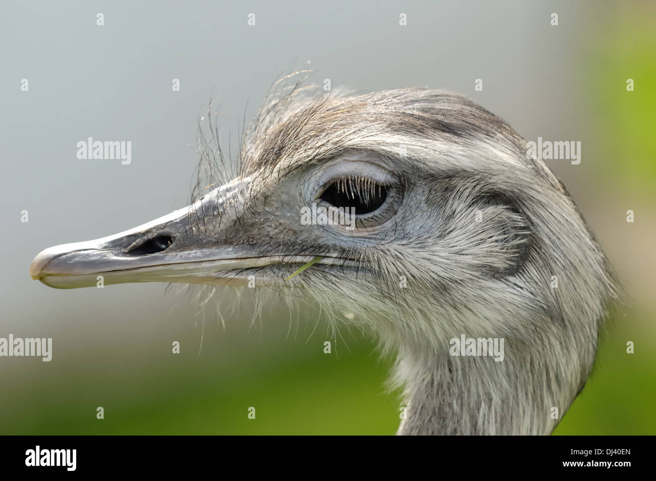 ostrich side view Stock Photo - Alamy