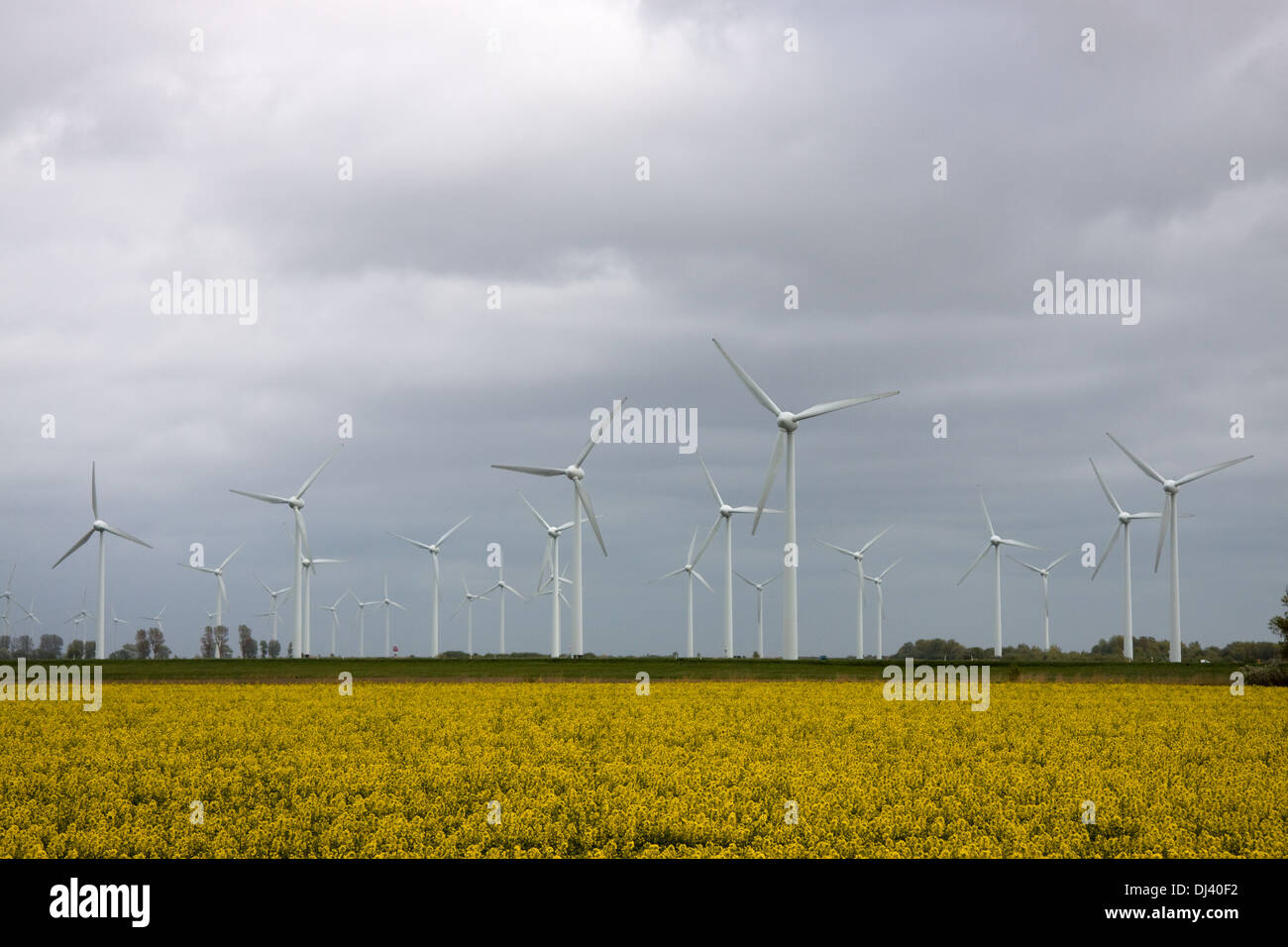 Canola field on wind farm Stock Photo - Alamy