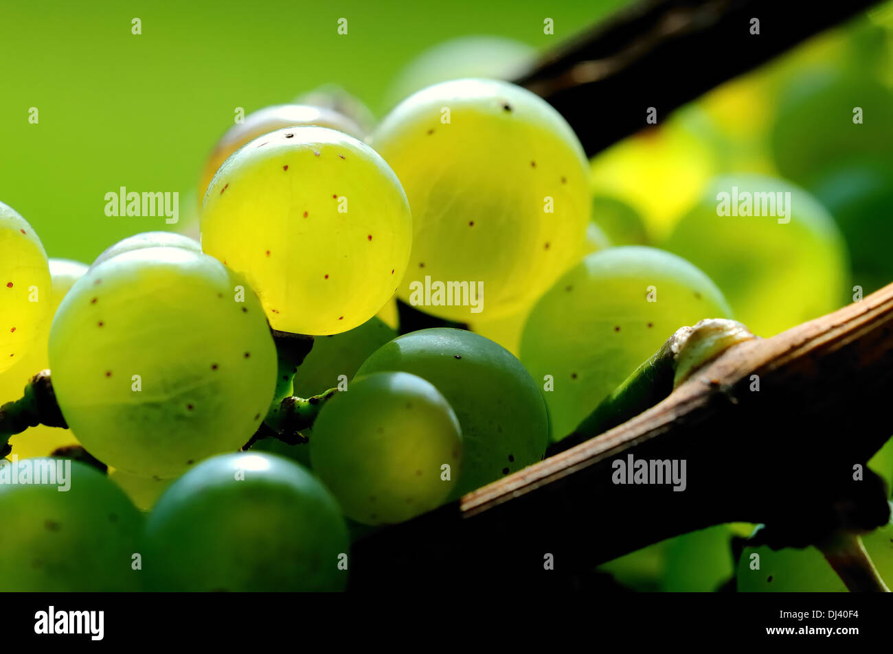Riesling grape hi-res stock photography and images - Alamy