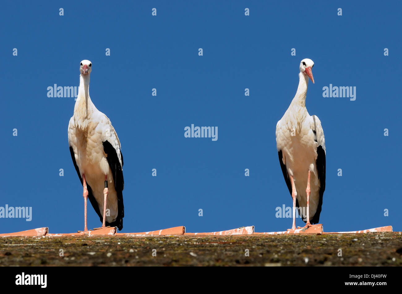 Two white storks Stock Photo - Alamy
