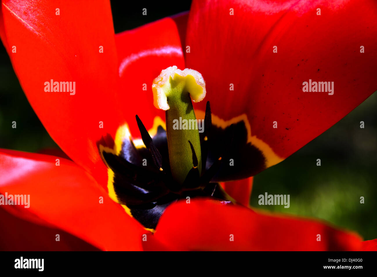 Pistil of a tulip Stock Photo - Alamy