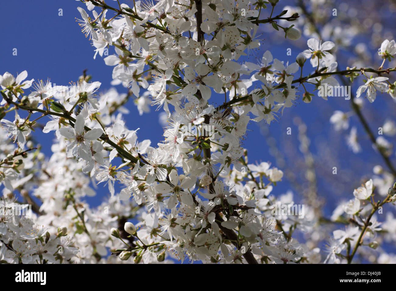 Flowering Plum Tree Stock Photo - Alamy