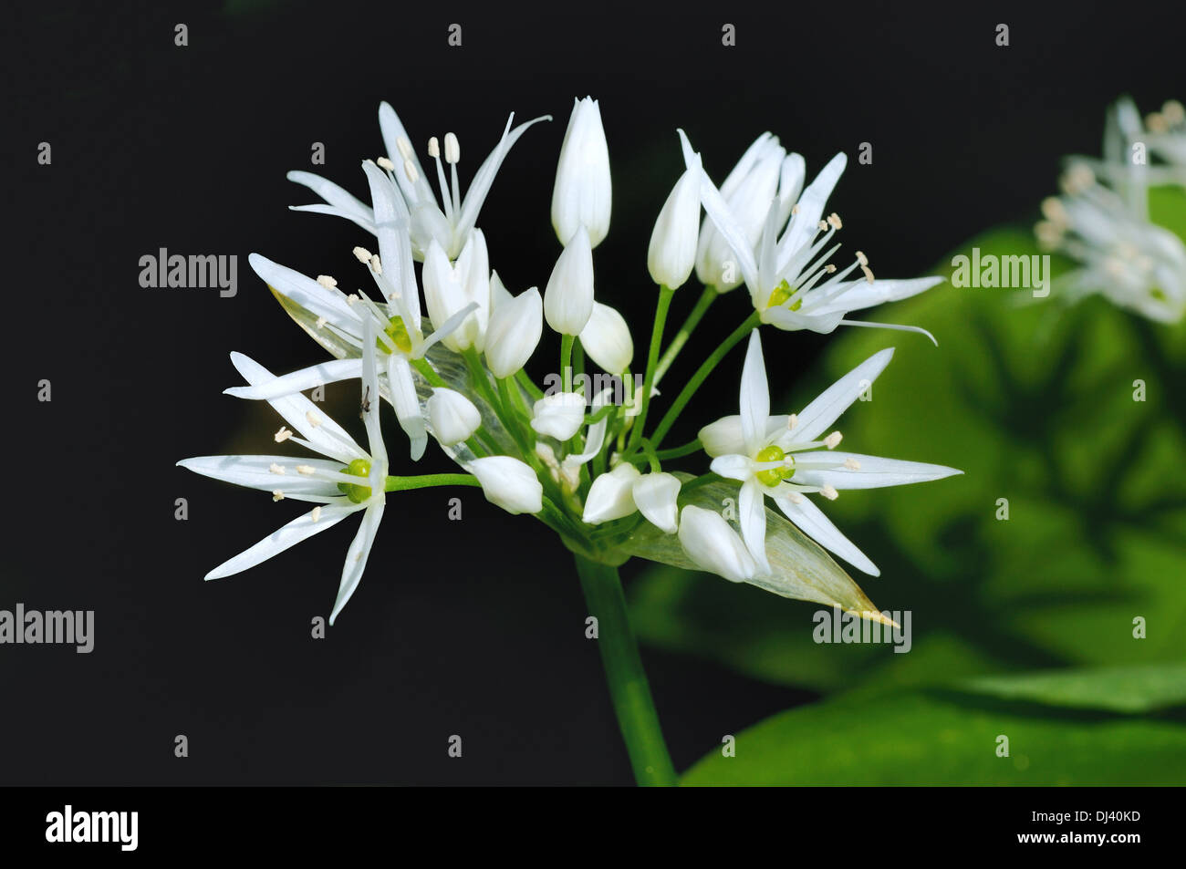 Flower of wild garlic Stock Photo - Alamy