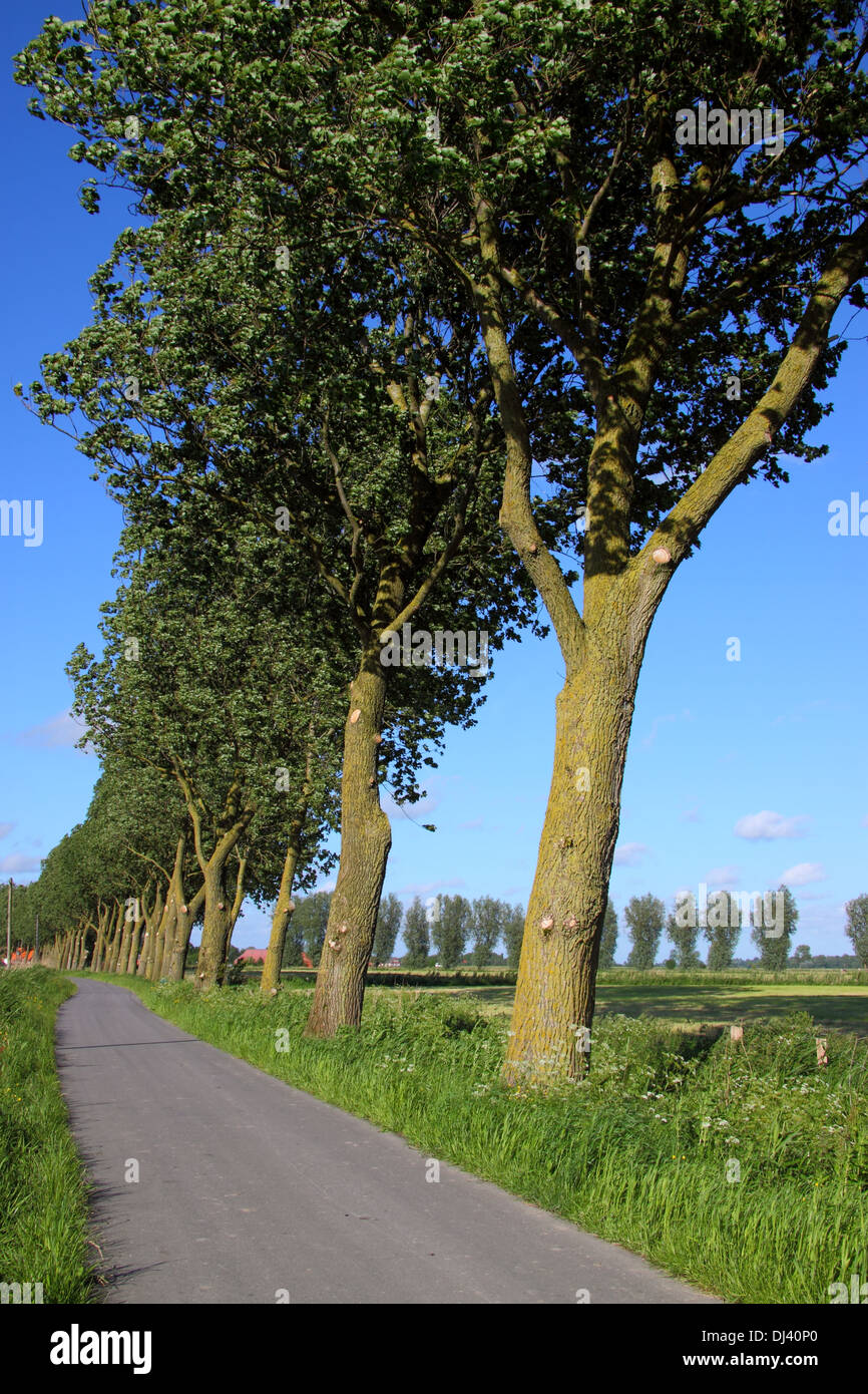 Avenue tree hi-res stock photography and images - Alamy