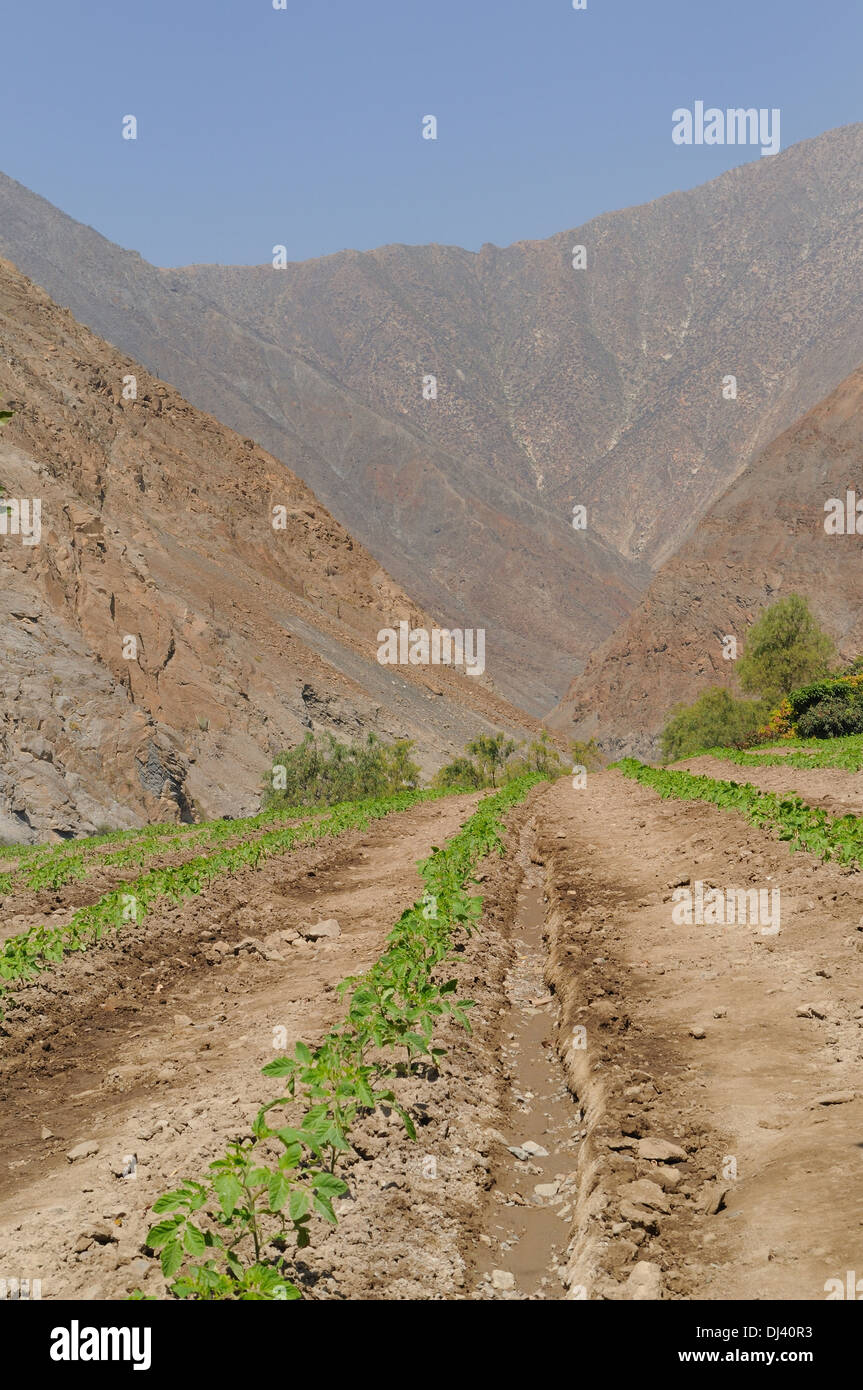 Rio pisco valley hi-res stock photography and images - Alamy