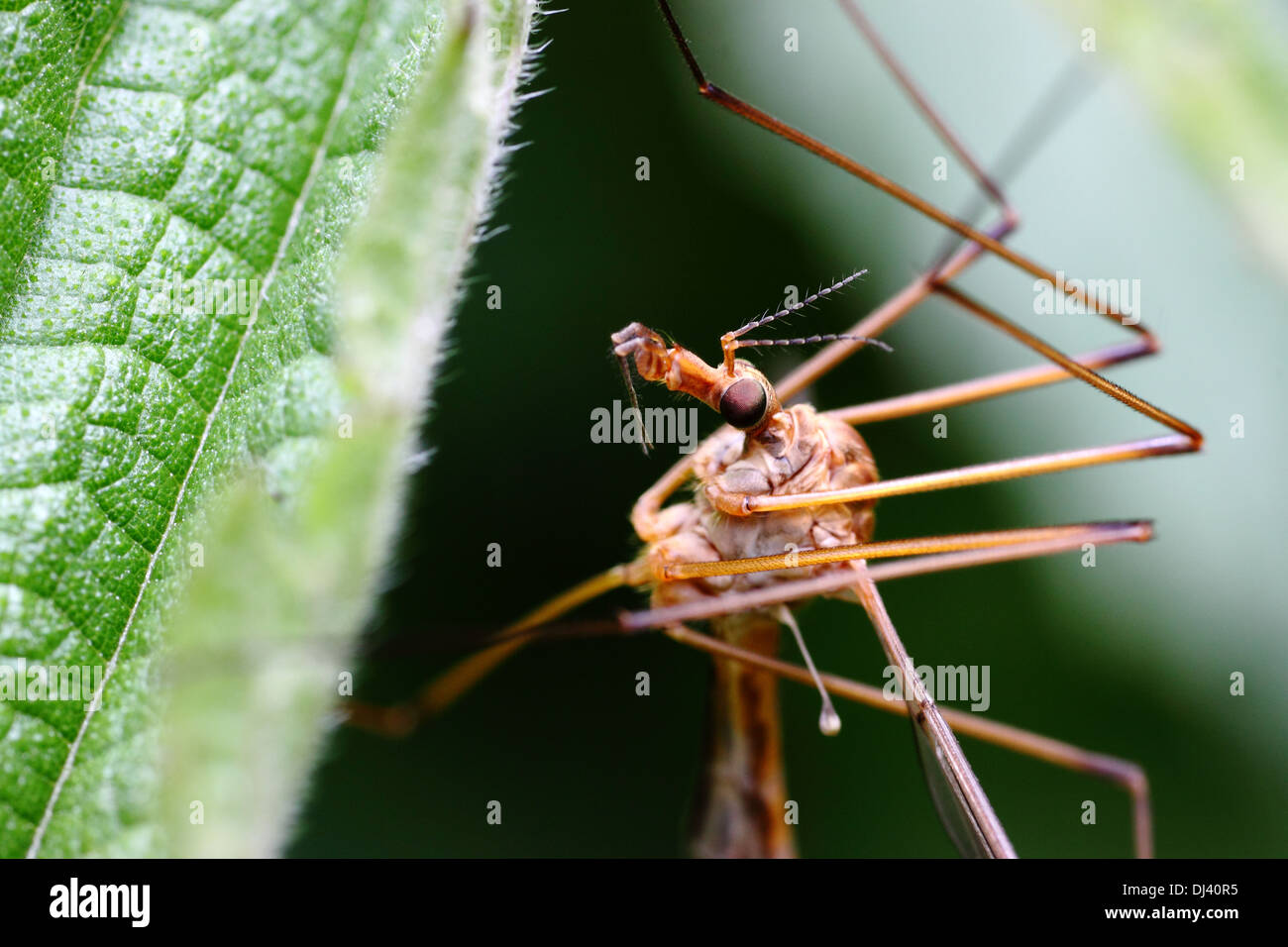 Portrait of a gnat Stock Photo - Alamy