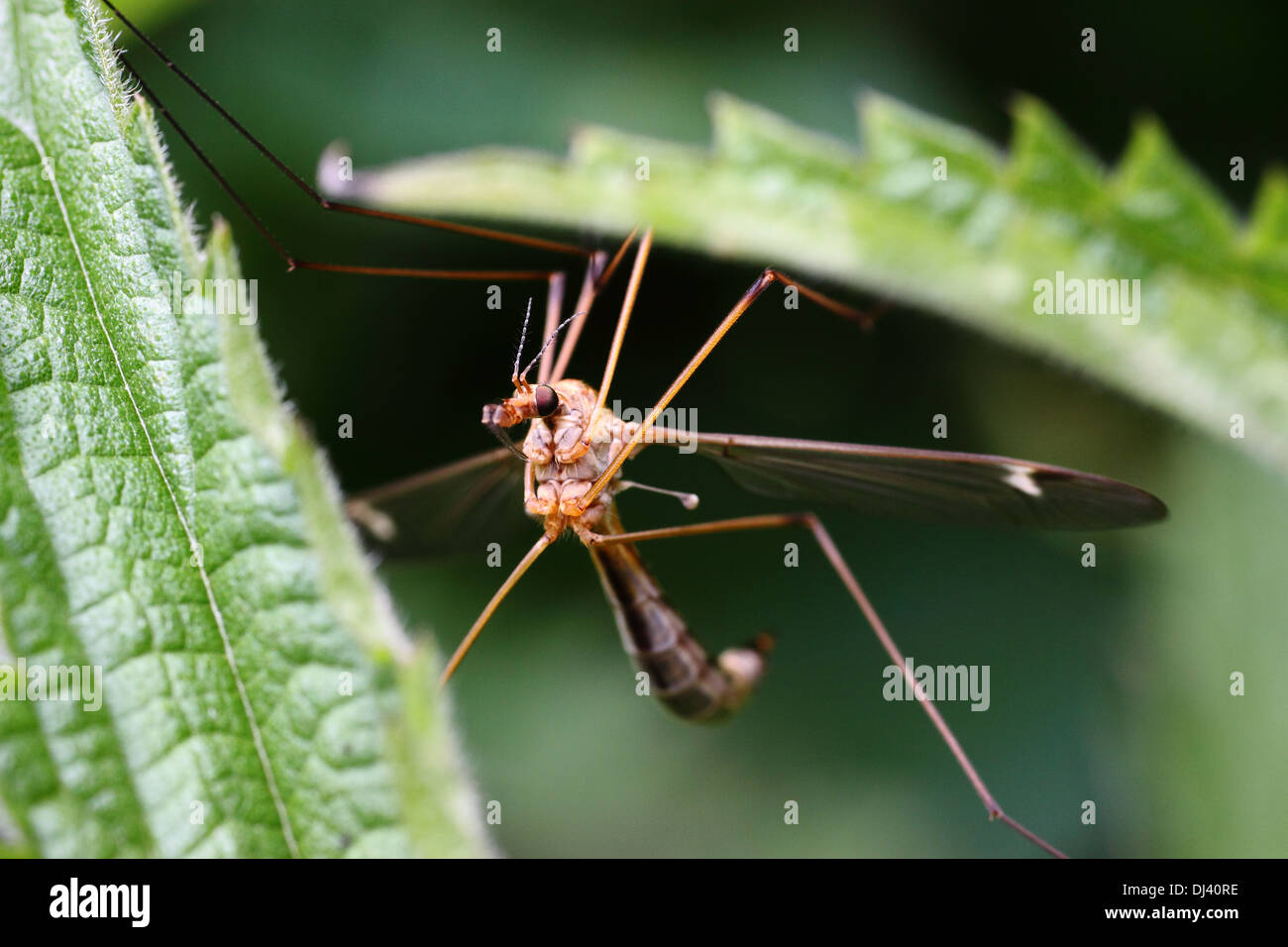 Gnat hi-res stock photography and images - Alamy