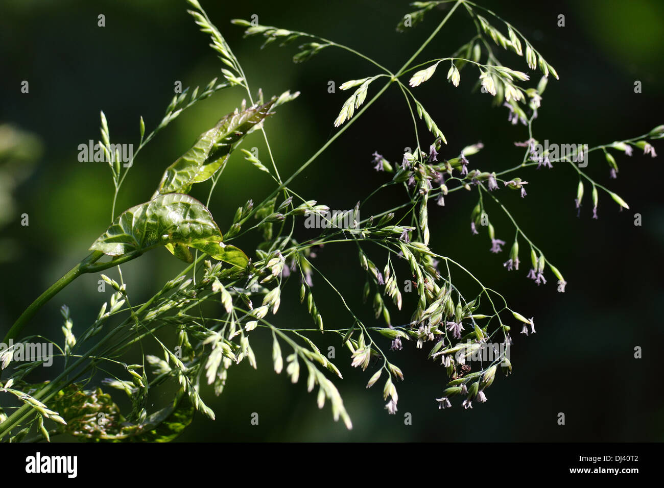 Grass panicle hi-res stock photography and images - Alamy