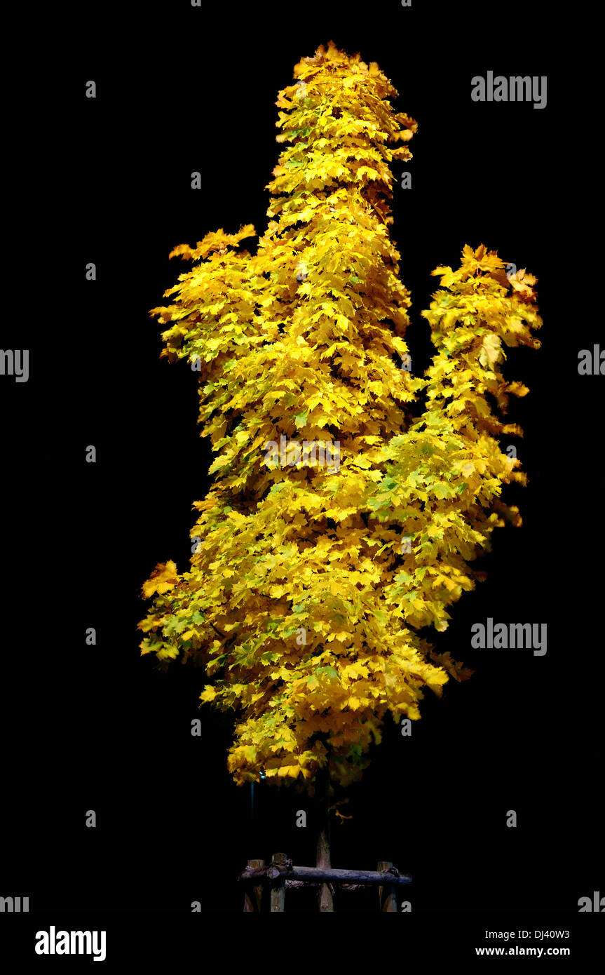 Spotlighted hi-res stock photography and images - Alamy